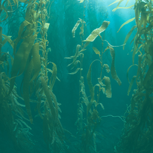 Beacon Development | KAUST Innovation