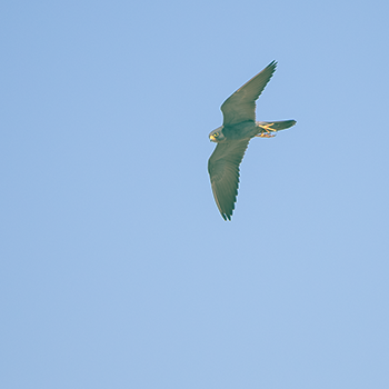 Beacon Development | KAUST Innovation