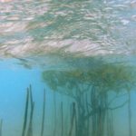 Beacon Development | KAUST Innovation