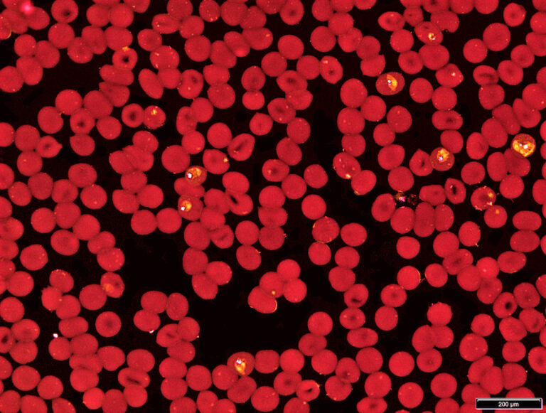Thya Tech computer vision: more than meets the eye | KAUST Innovation